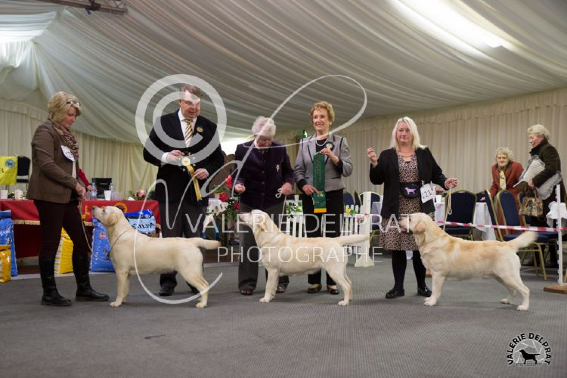 Welcome to the World Famous Labradors