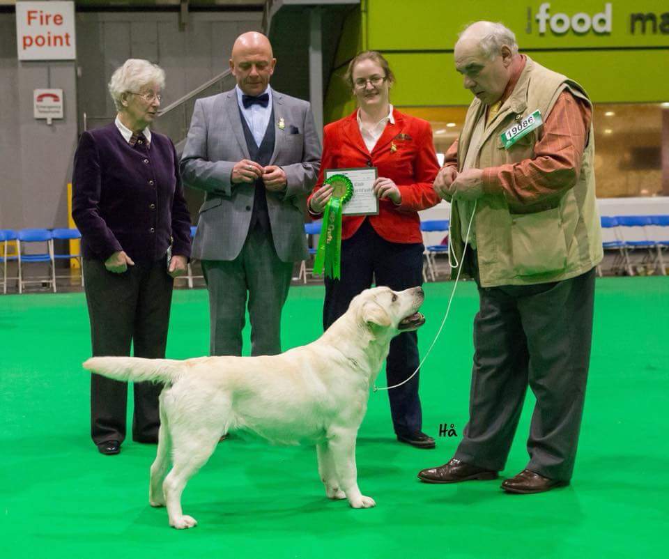 Welcome to the World Famous Labradors