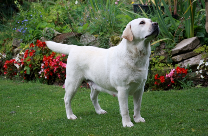 Welcome to the World Famous Labradors