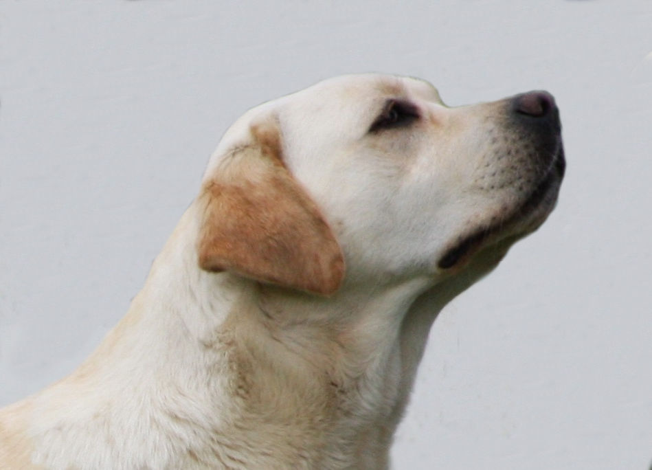 Welcome to the World Famous Labradors