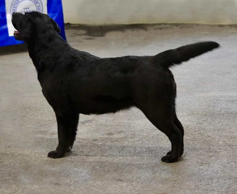 Welcome to the World Famous Labradors