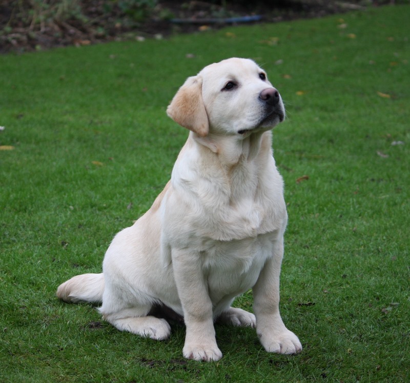 Welcome to the World Famous Labradors