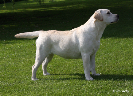 Welcome to the World Famous Labradors