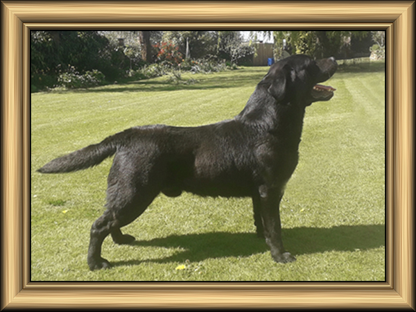 Welcome to the World Famous Labradors