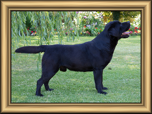 Welcome to the World Famous Labradors