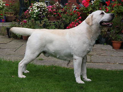 Welcome to the World Famous Labradors