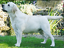 Welcome to the World Famous Labradors