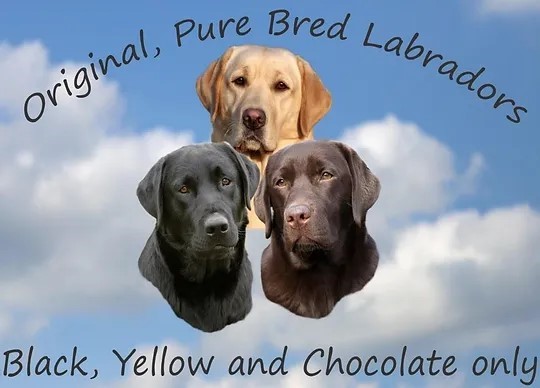Welcome to the World Famous Labradors