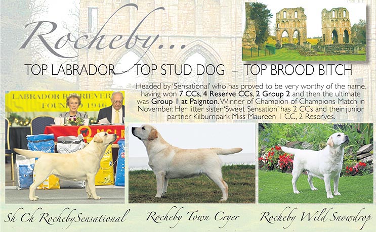 Welcome to the World Famous Labradors