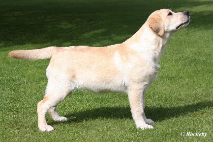 Welcome to the World Famous Labradors