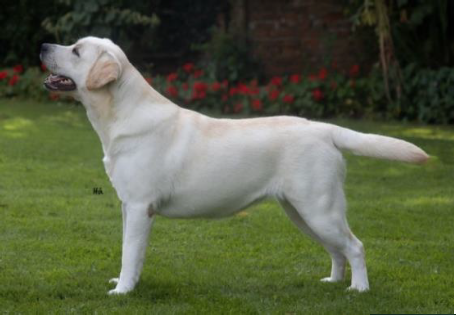 Welcome to the World Famous Labradors