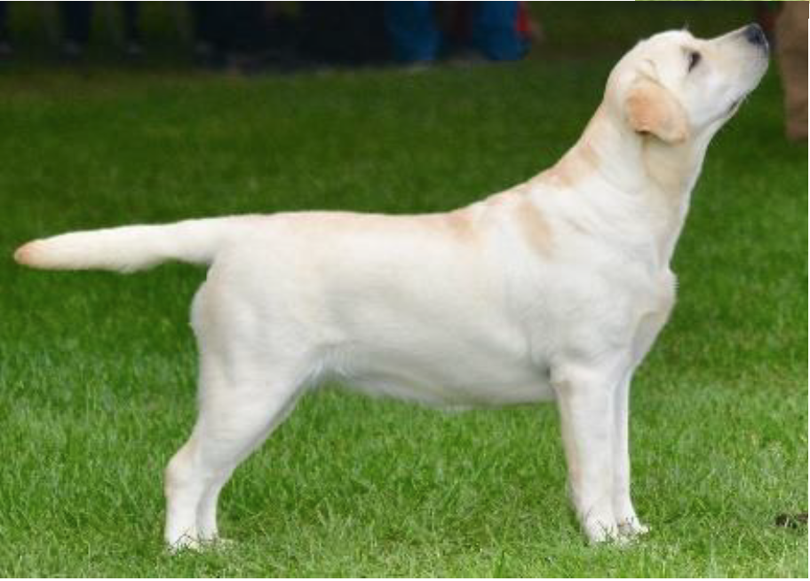 Welcome to the World Famous Labradors