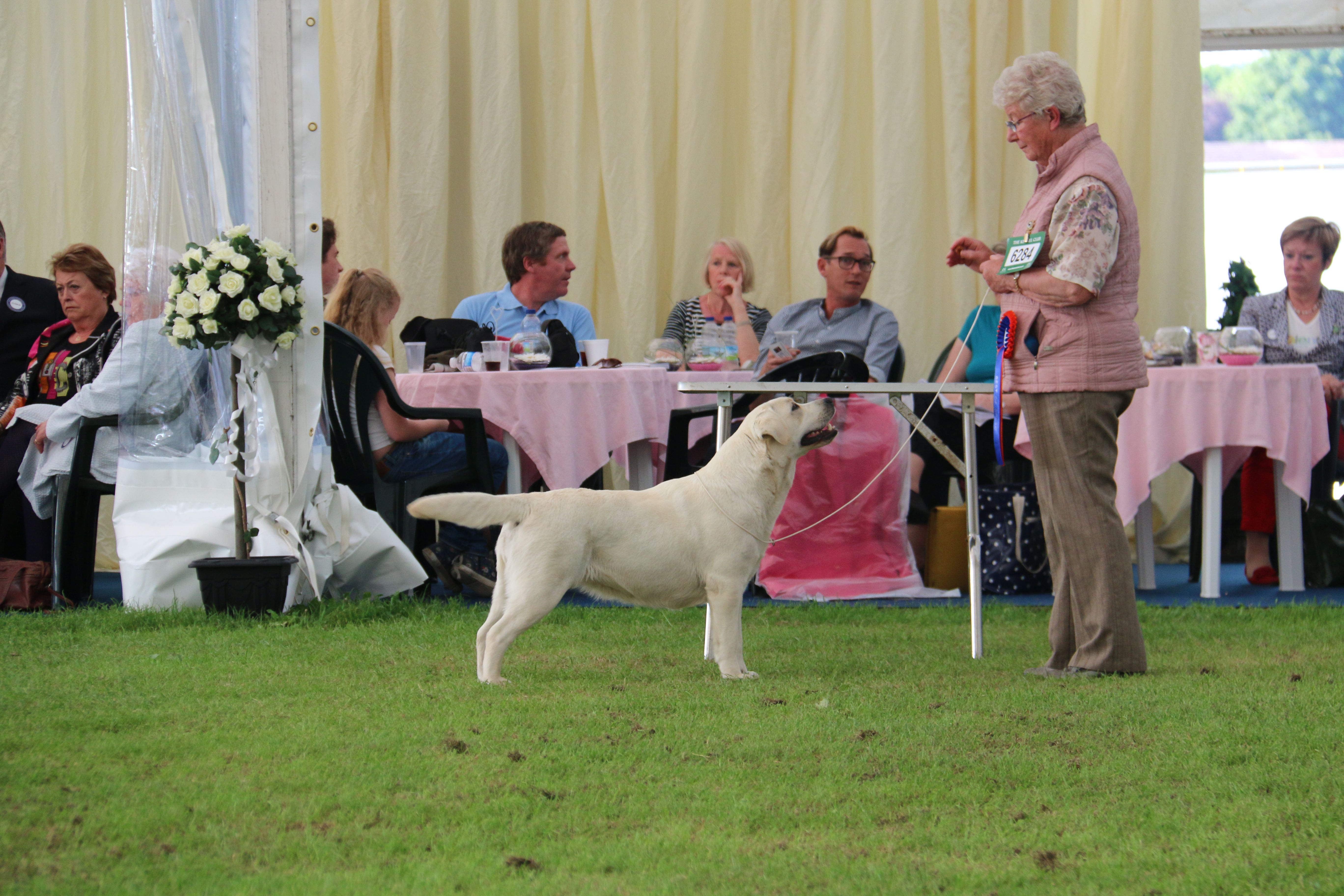 Welcome to the World Famous Labradors